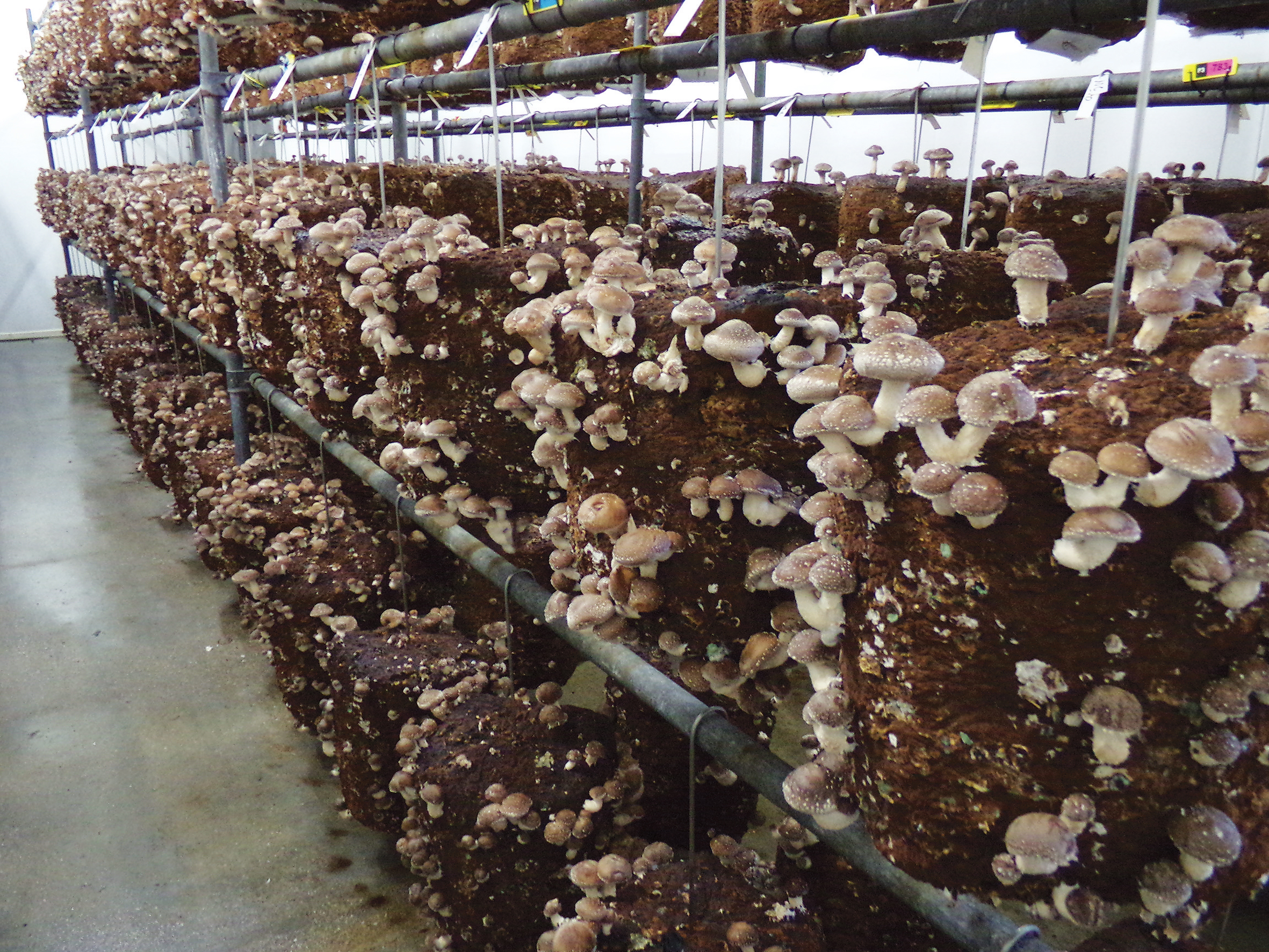 Pôle champignons cultivés - Caté